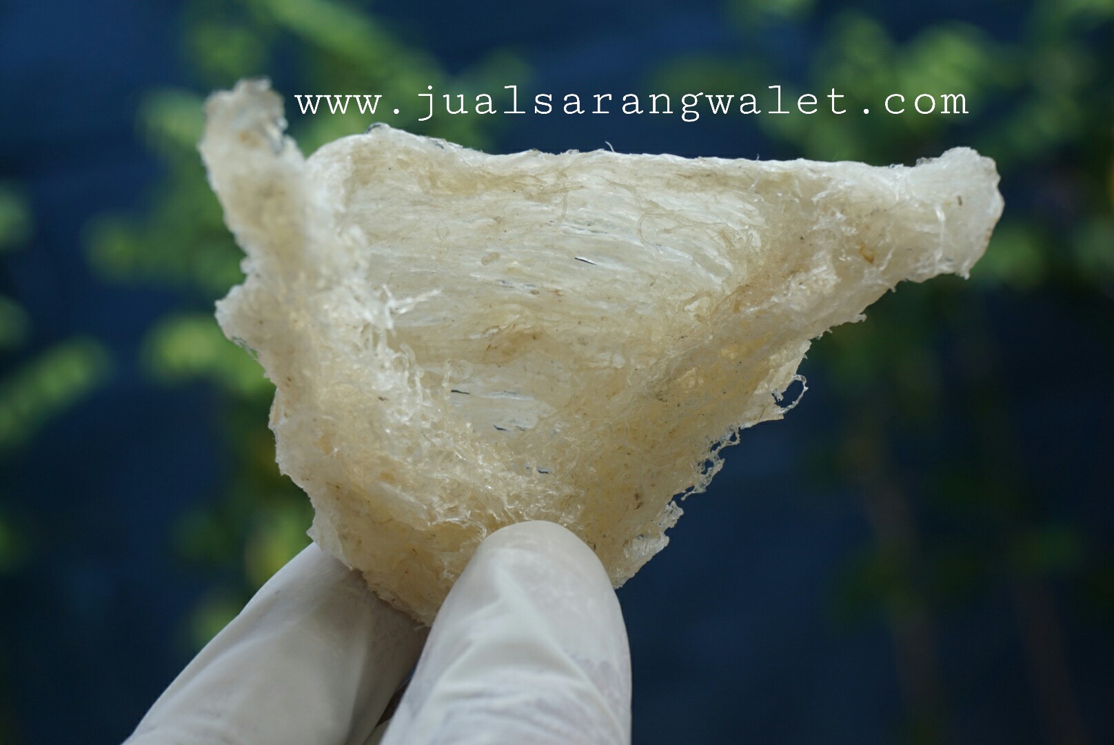 Informasi Pusat Jual Beli Sarang Walet di Indonesia